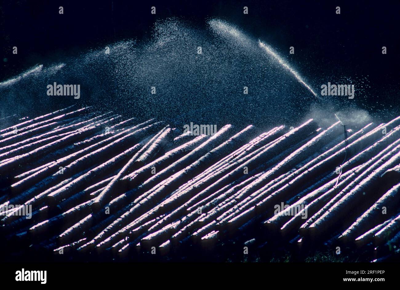 Wood pile, wet storage area Stock Photo - Alamy