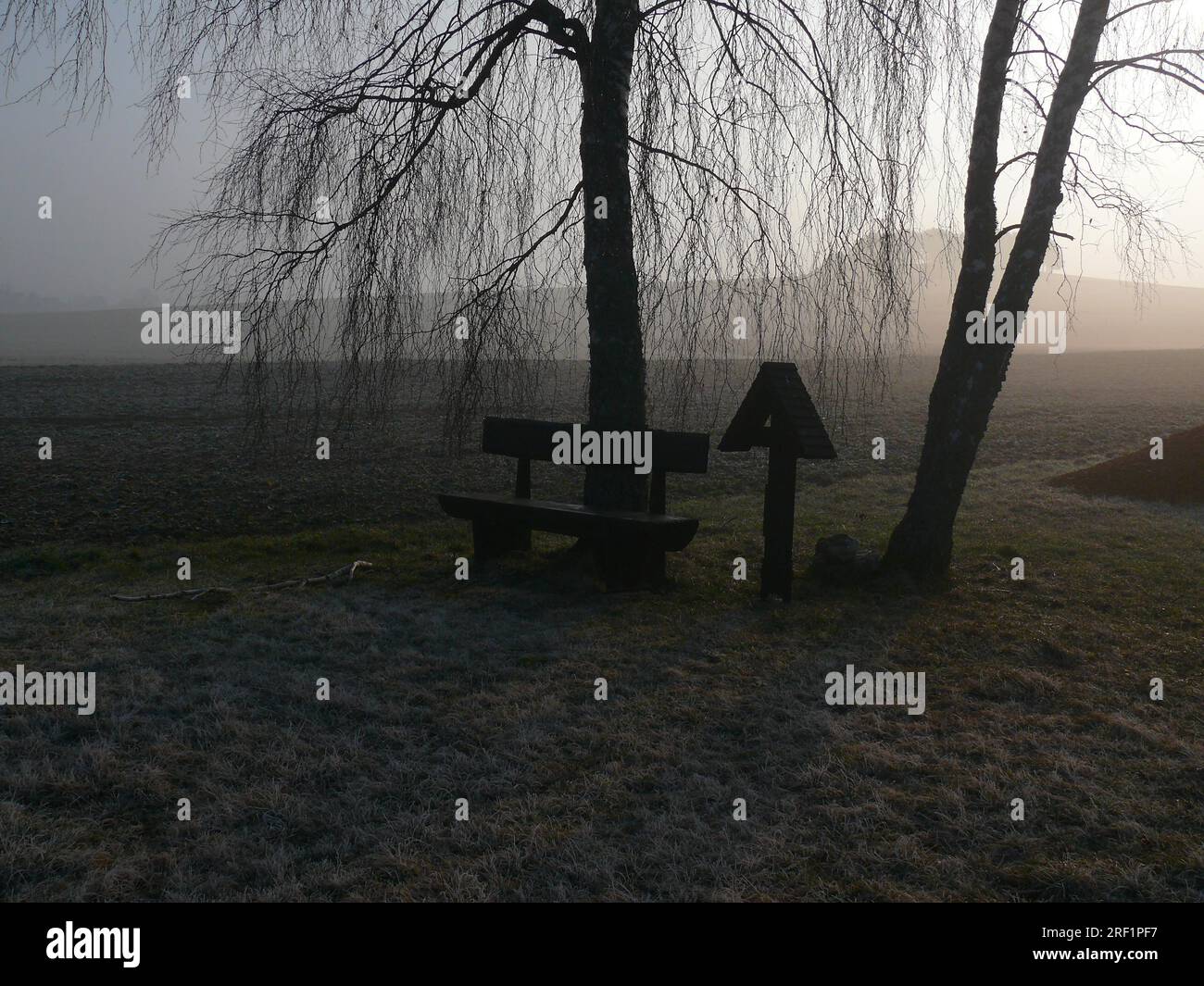 Group of birch trees in early morning sun in the fog with cross and ...