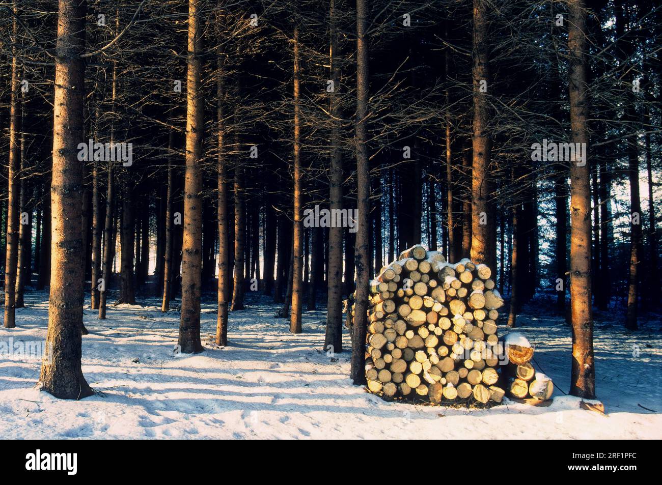 Piles of wood in snow hi-res stock photography and images - Alamy