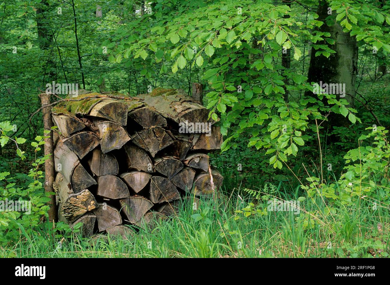 Wood piles in the forest Stock Photo - Alamy