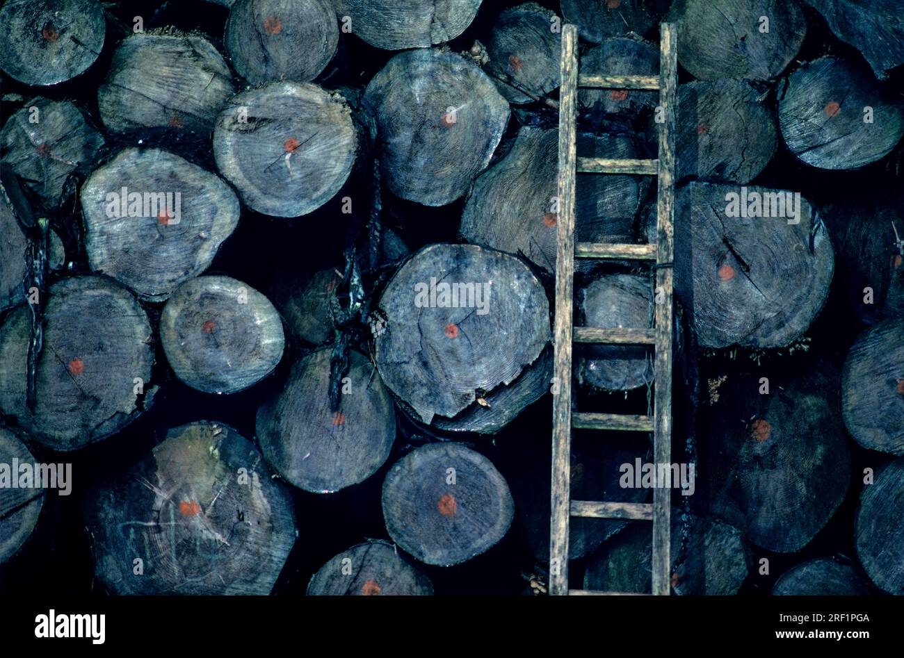 Wood pile, wet storage area Stock Photo - Alamy