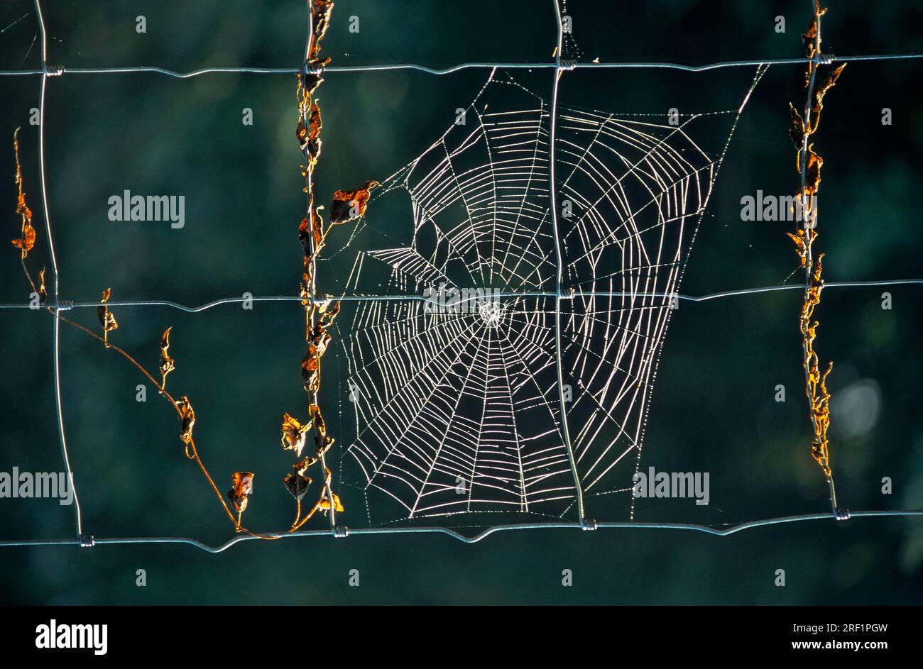 Spider spin hi-res stock photography and images - Alamy