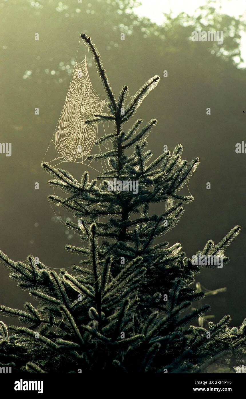 Spider web with rope Stock Photo - Alamy