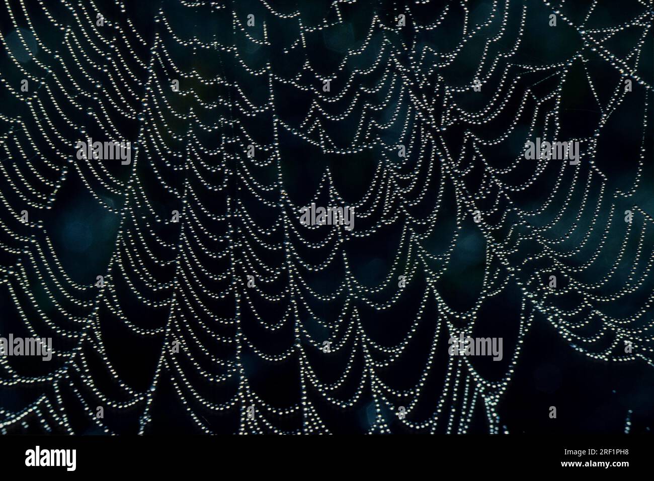 Web of the wheel web spider Stock Photo - Alamy