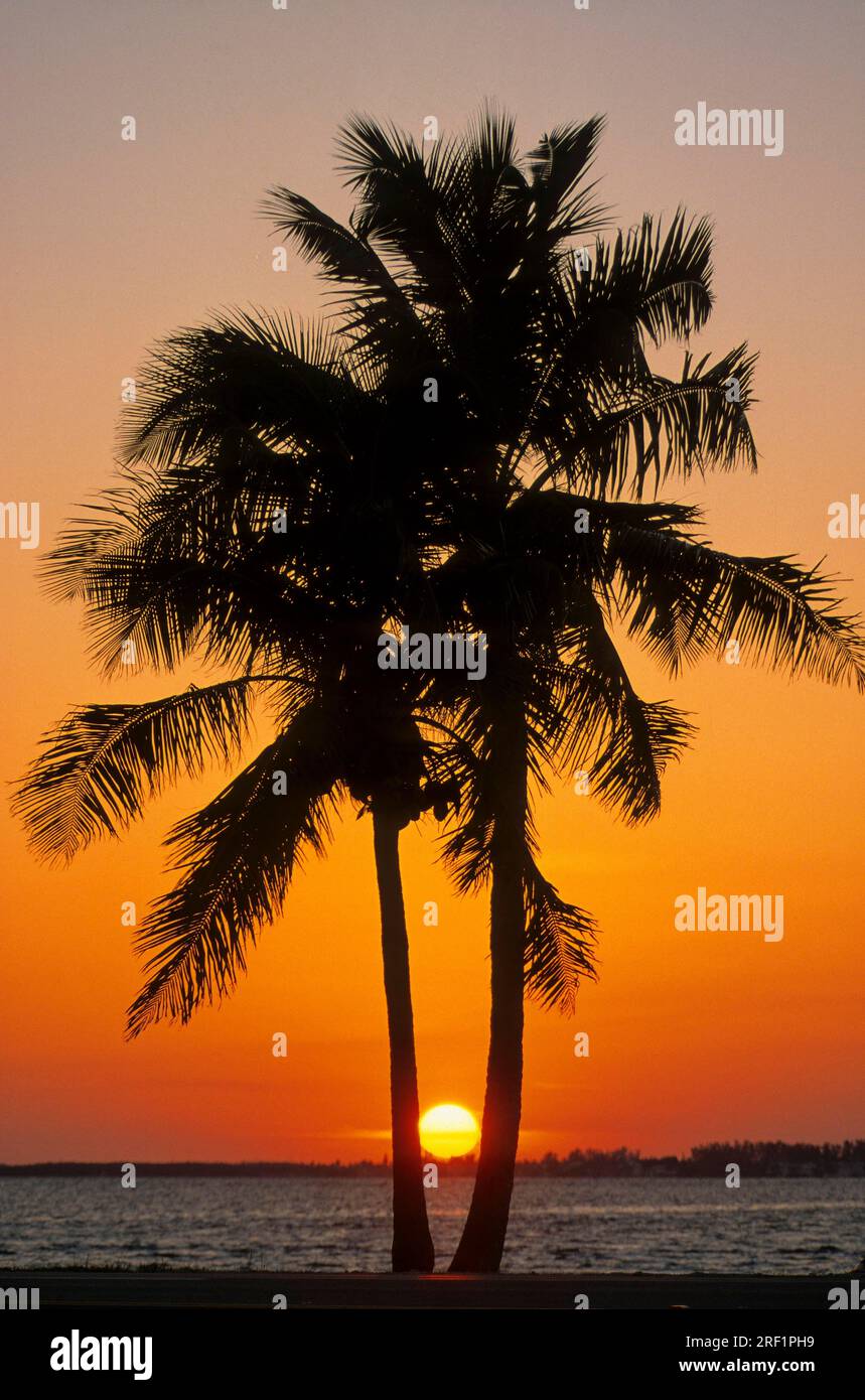 Palm tree in the sunset, Sanibel, Florida, USA Stock Photo - Alamy