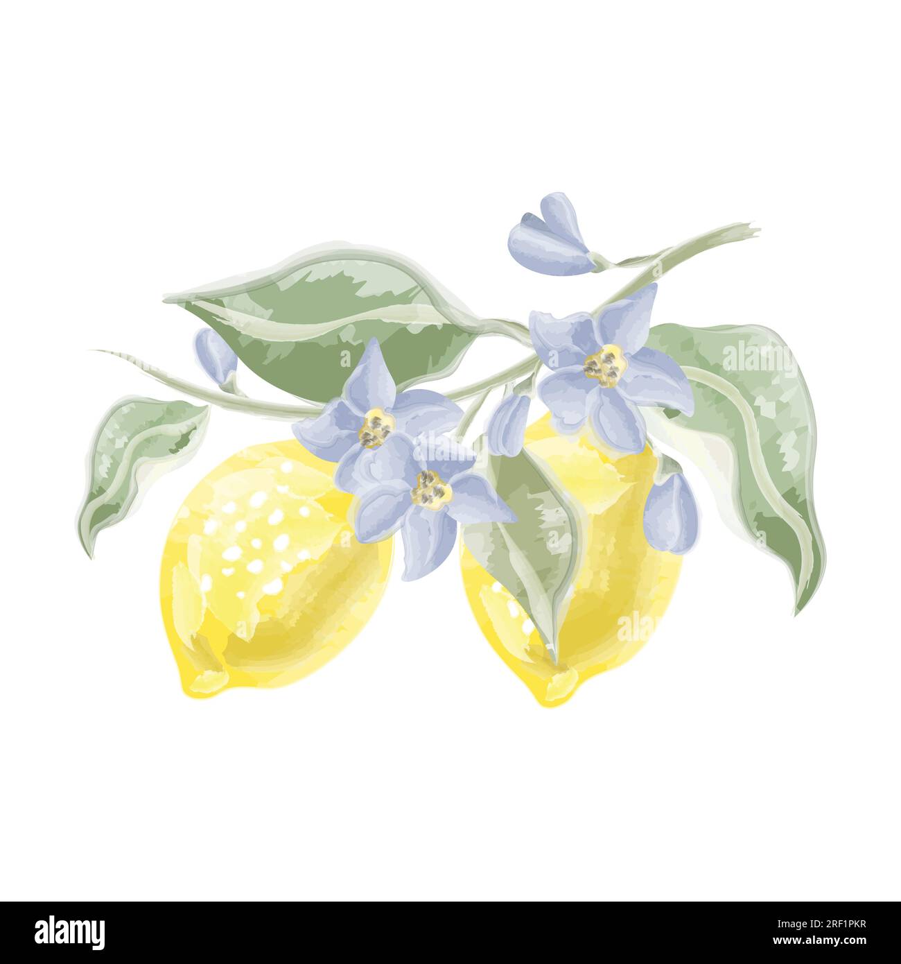 Two lemons on branch Stock Vector Images - Alamy