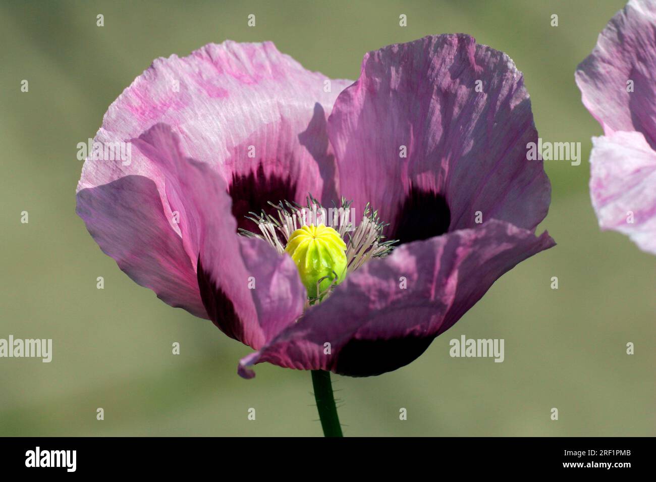 Opium poppy (Papaver somniferum), Sleep poppy Stock Photo - Alamy