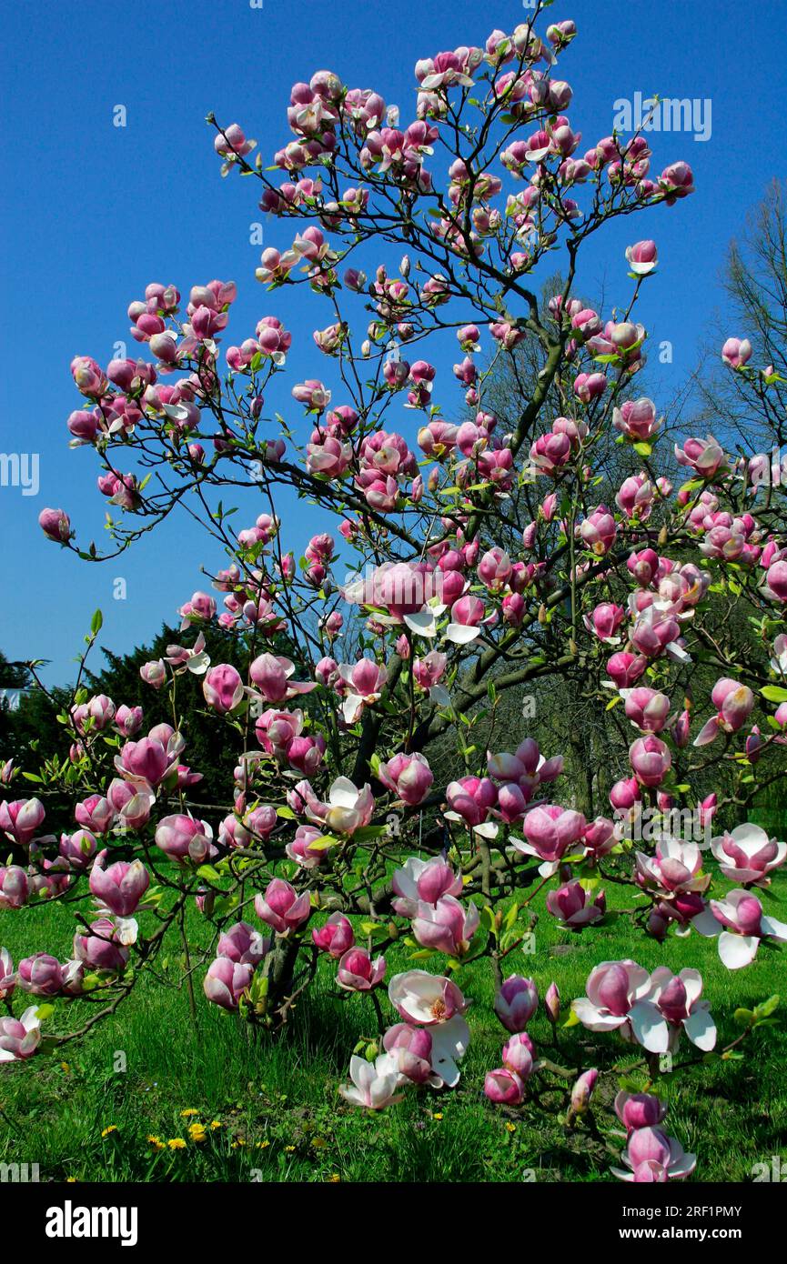 Magnolia 'Rustica Rubra' (Magnolia x soulangiana Stock Photo - Alamy