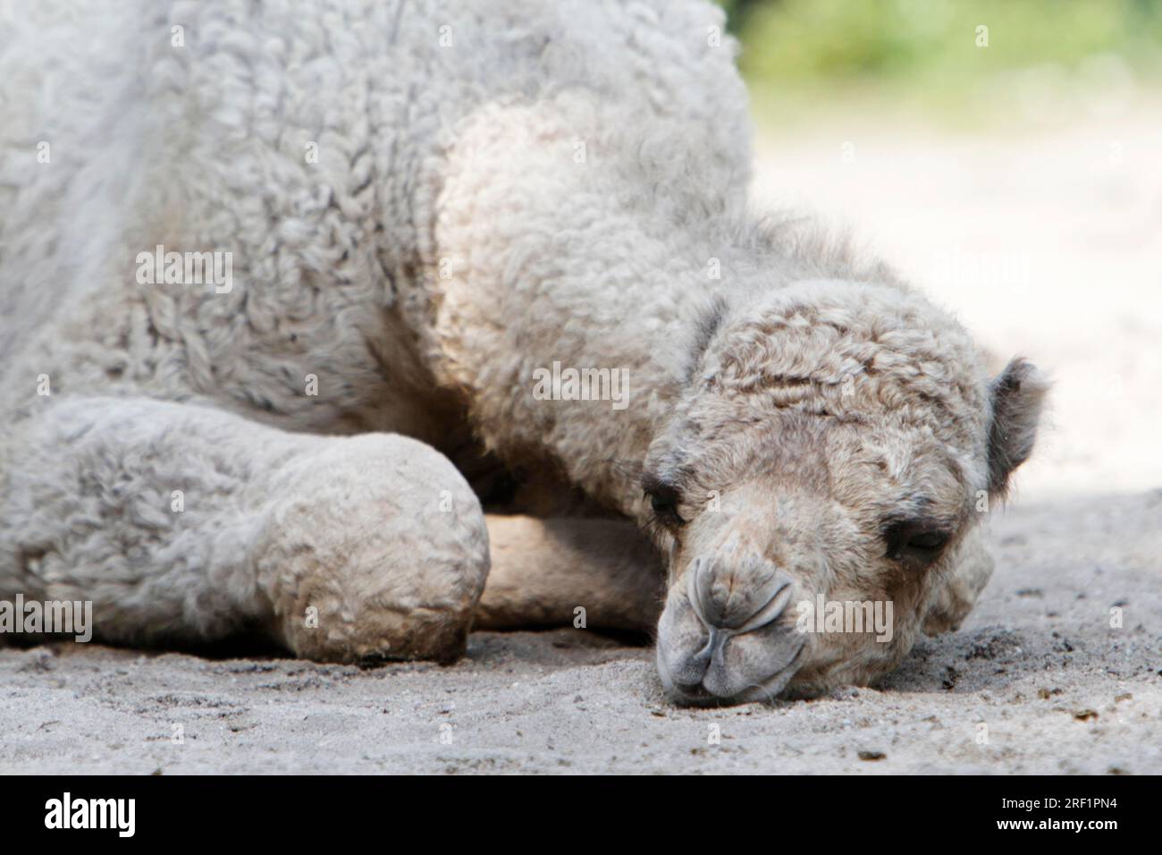 Tired llama hi-res stock photography and images - Alamy