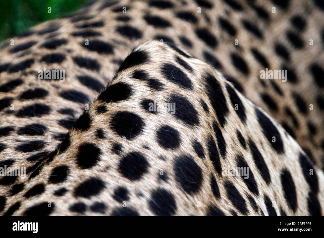Leopard skin close up hi-res stock photography and images - Alamy