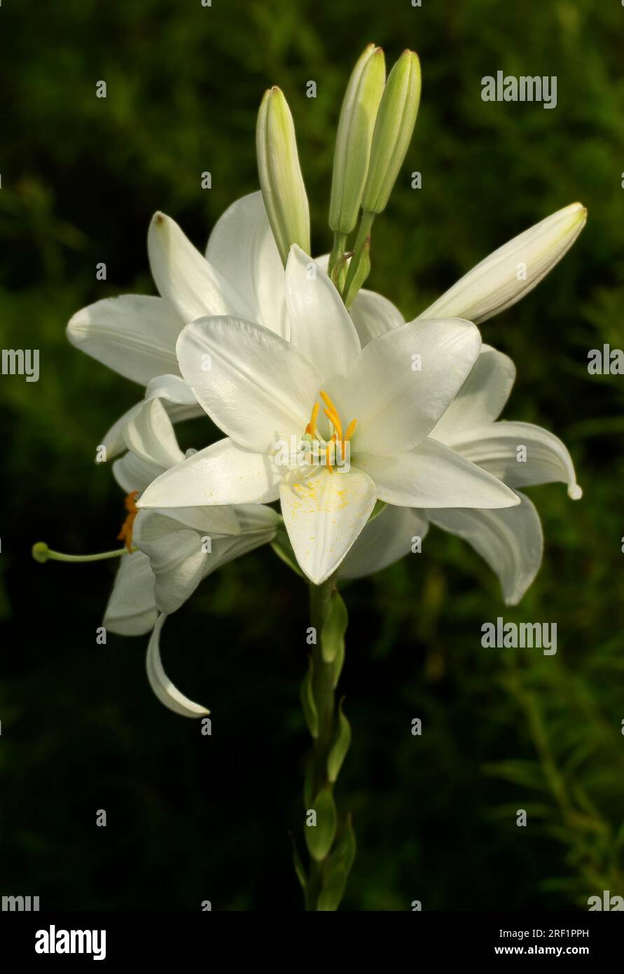 Madonna Lily (LILIUM CANDIDUM), Madonna Lily Stock Photo - Alamy