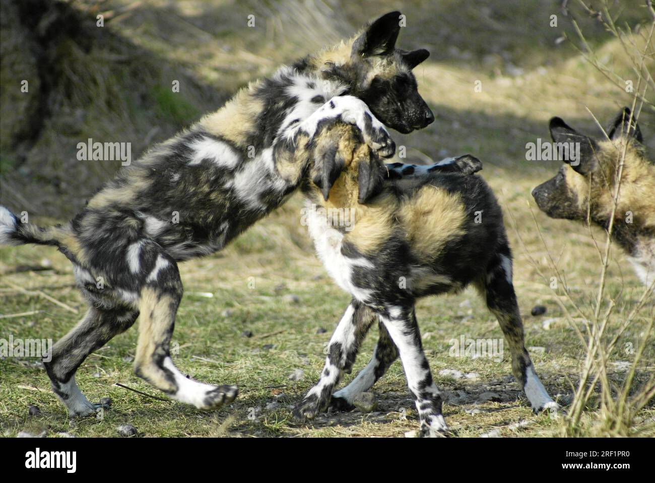 African wild dog (Lycaon Pictus), african wild dog, Africa, africa ...
