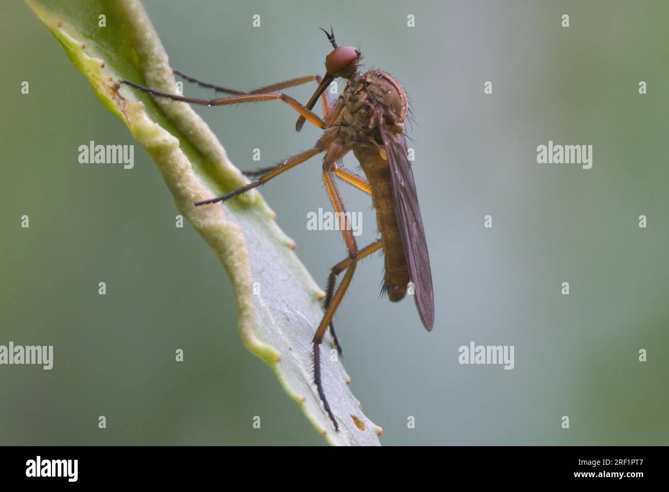 Dance fly, Empididae Stock Photo - Alamy