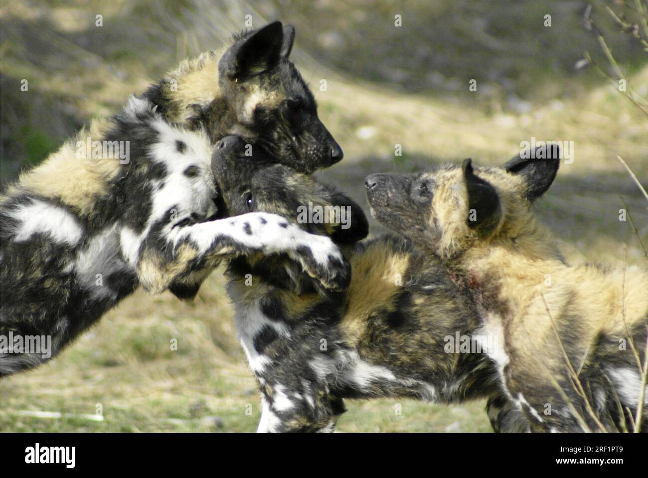 African wild dog (Lycaon Pictus), african wild dog, Africa, africa ...