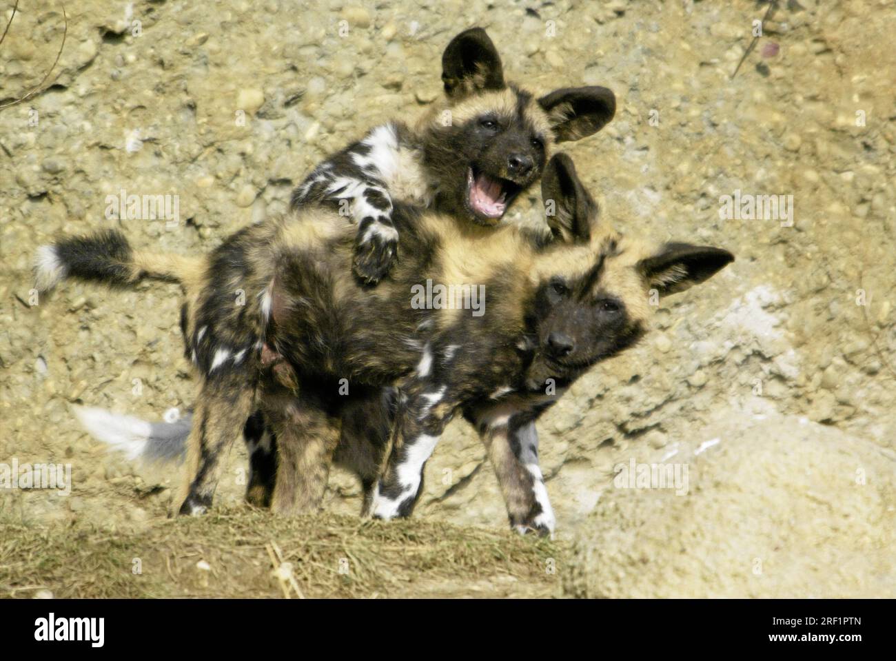 African wild dog (Lycaon Pictus), african wild dog, Africa, africa ...