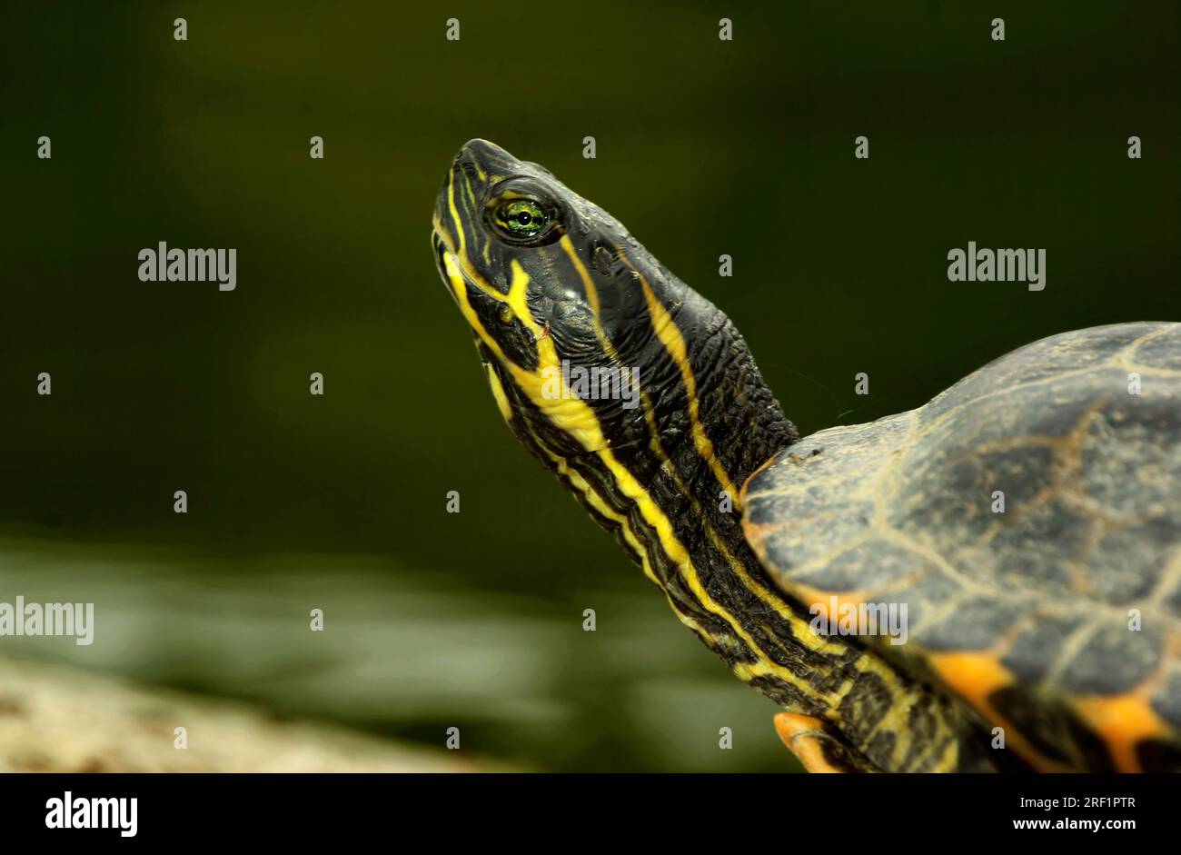 Red-eared slider (Trachemys scripta elegans Stock Photo - Alamy