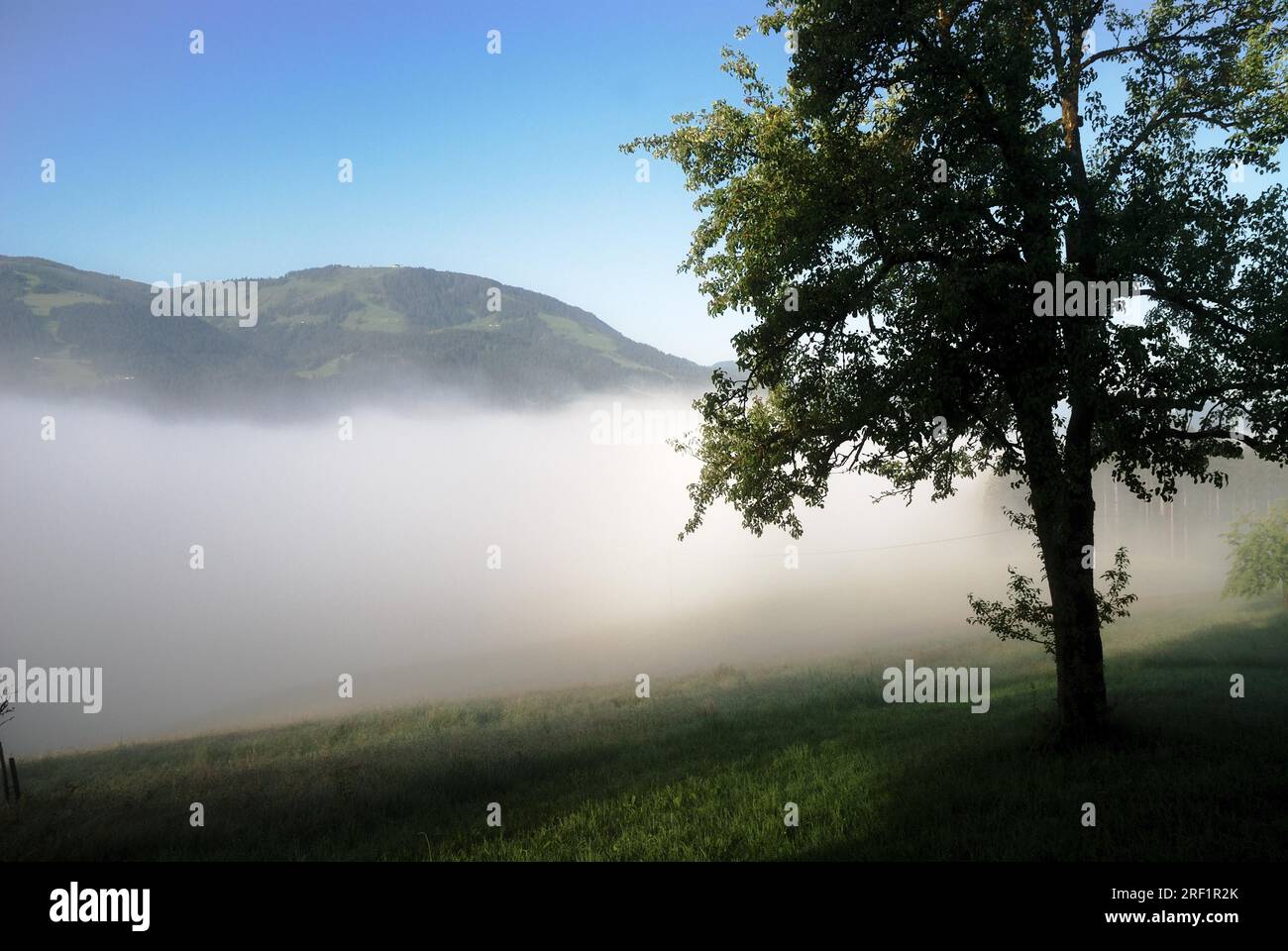 Tree in the fog seen in the alps of Austria Stock Photo - Alamy