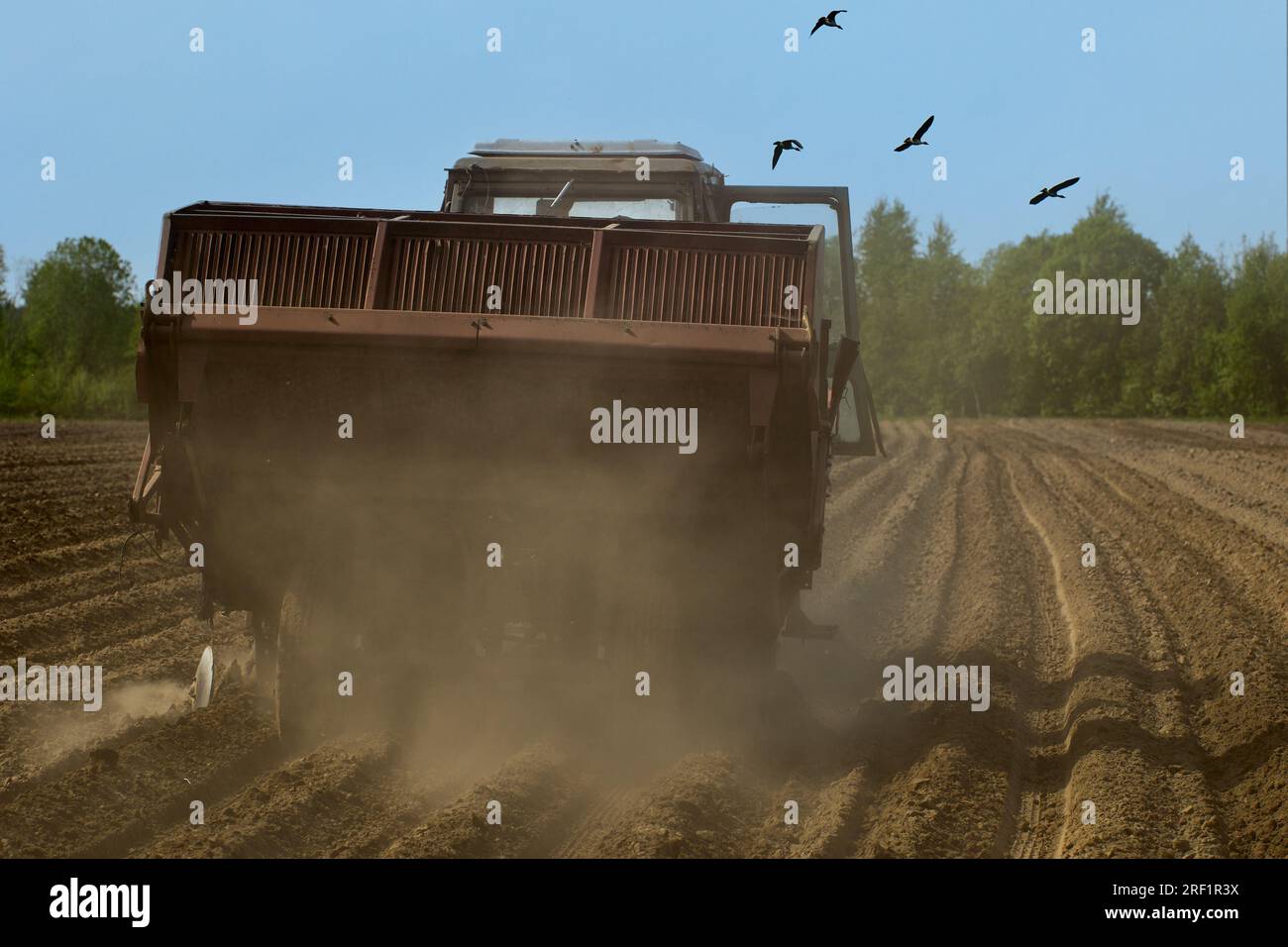 Spring sowing in plowed agricultural field, potato planter plants ...
