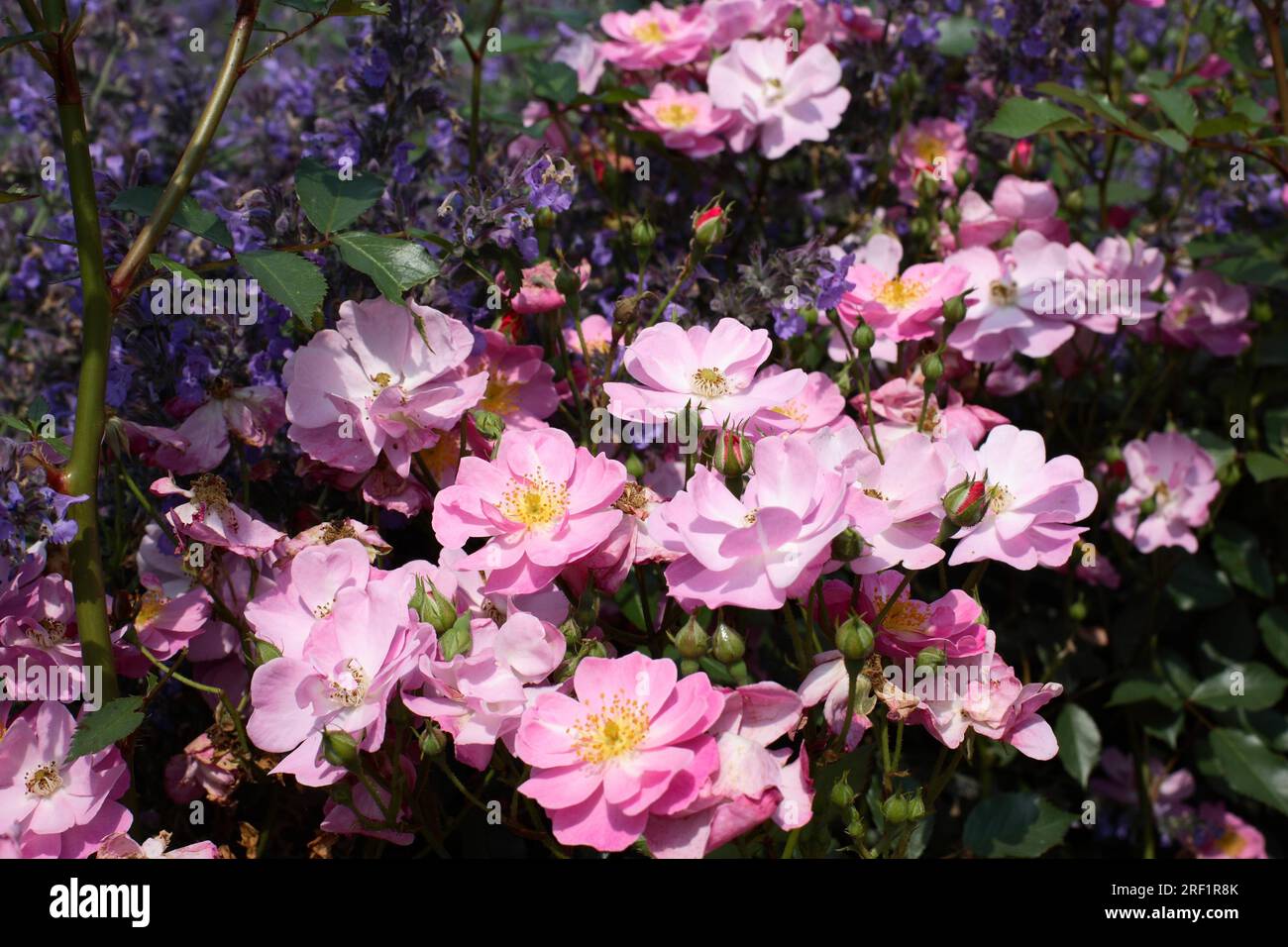 Ground Cover Rose Small Shrub Rose - Rosa 'Lavender Dream' Stock Photo ...