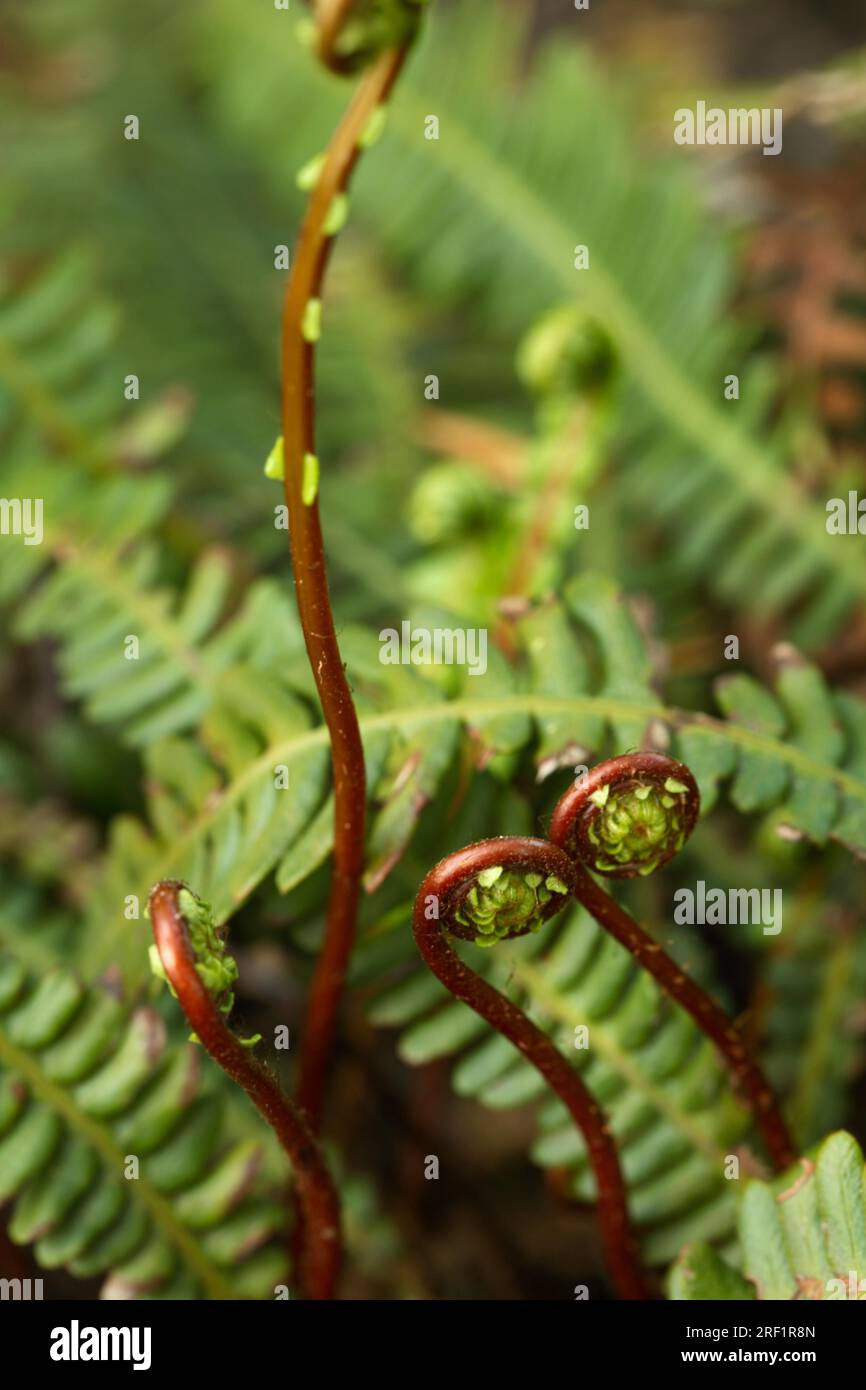 - hard-fern (Blechnum spicant) Deer fern Stock Photo - Alamy