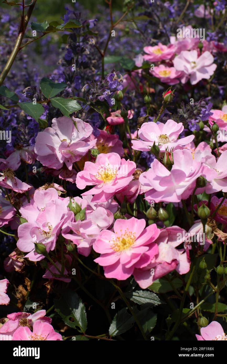 Ground Cover Rose Small Shrub Rose - Rosa 'Lavender Dream' Stock Photo ...