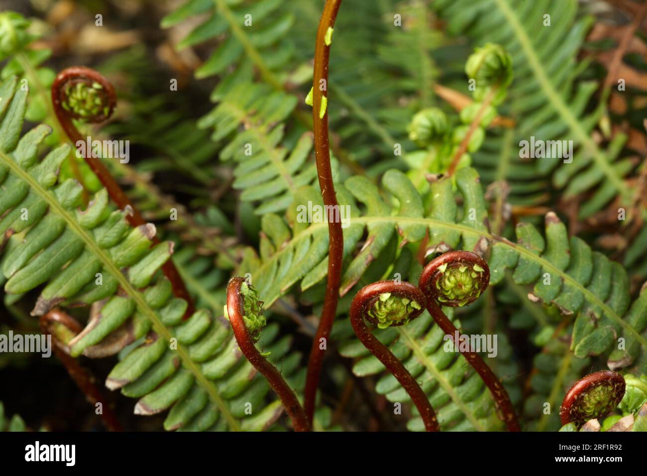 - hard-fern (Blechnum spicant) Deer fern Stock Photo - Alamy