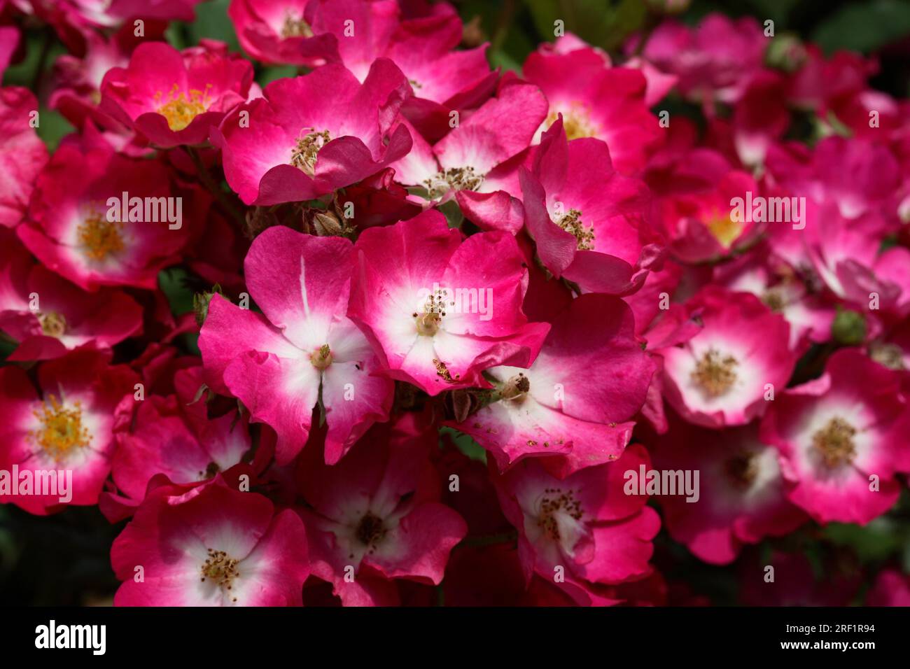 Ground Cover Rose Small Shrub Rose - Rosa 'Red Yesterday' Stock Photo ...