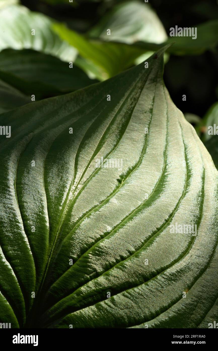 Green Giant Leaf Funkie - Hosta elata Stock Photo - Alamy