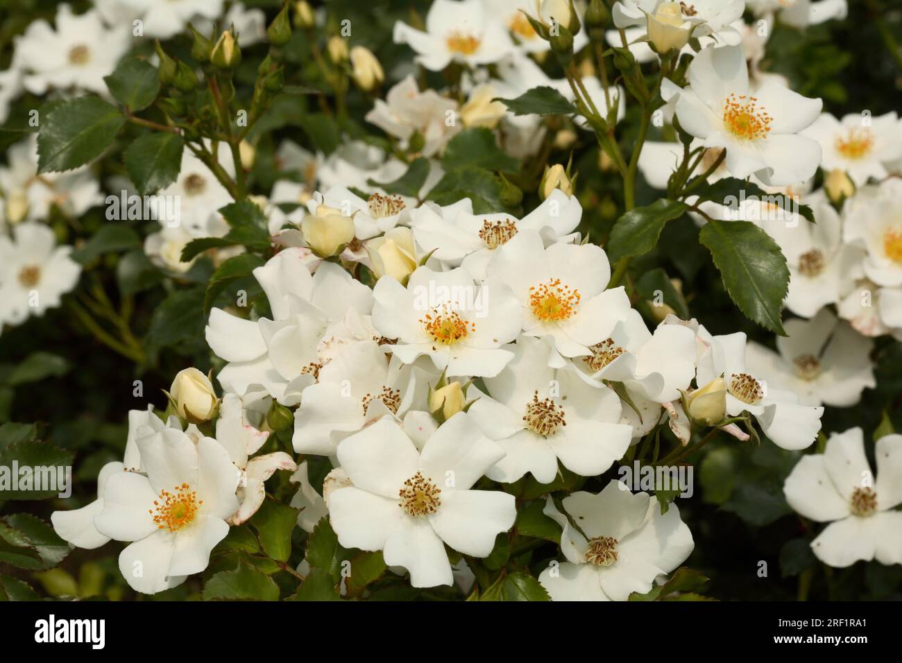 Ground Cover Rose Small Shrub Rose - Rosa 'Danica' Stock Photo - Alamy