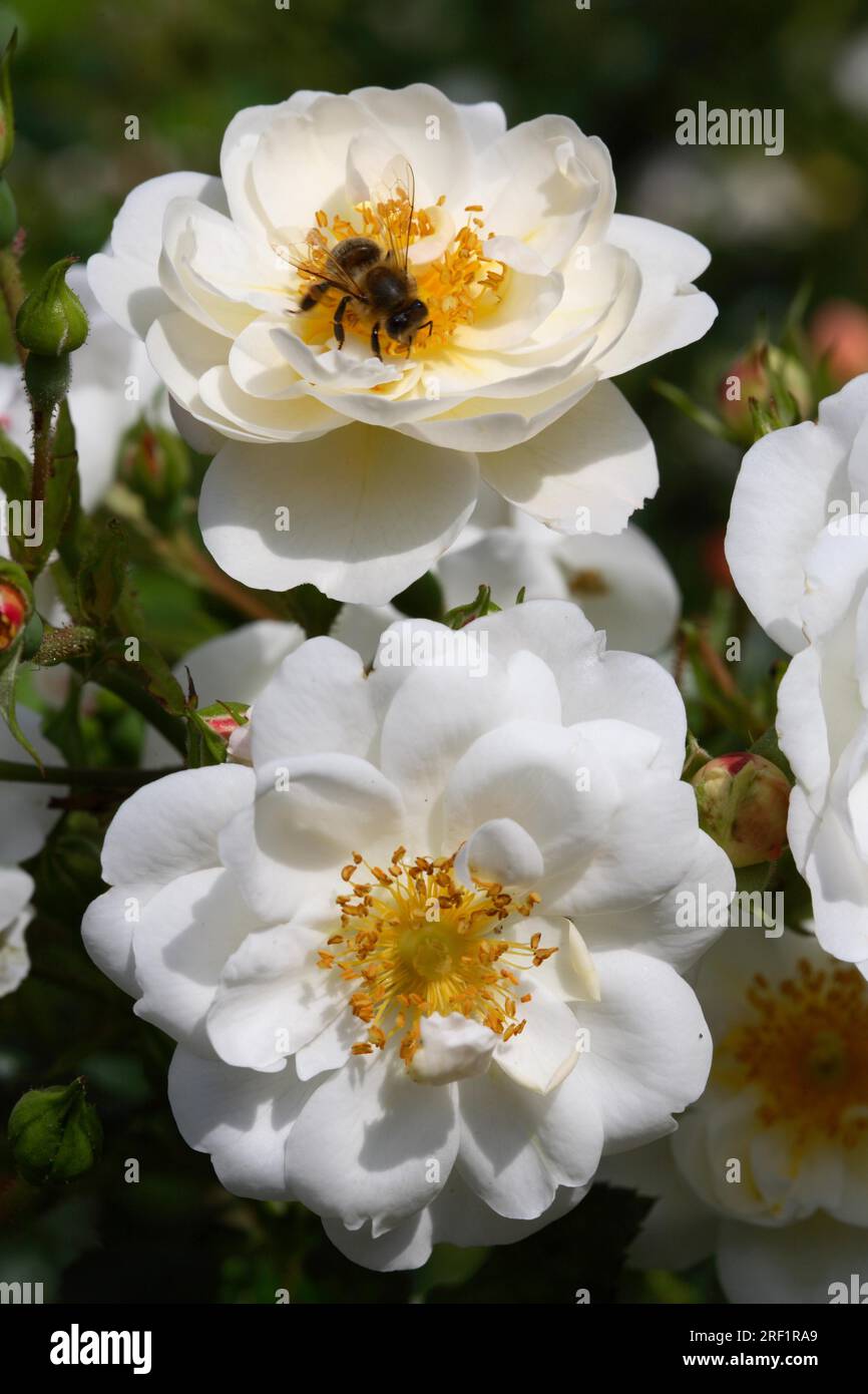 Ground Cover Rose Small Shrub Rose - Rosa 'Heath Summer' with Honey Bee ...