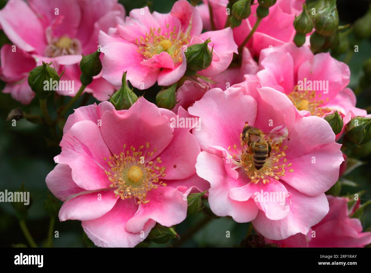 Ground Cover Rose Small Shrub Rose - Rosa 'Heidi' with Honey Bee Stock ...