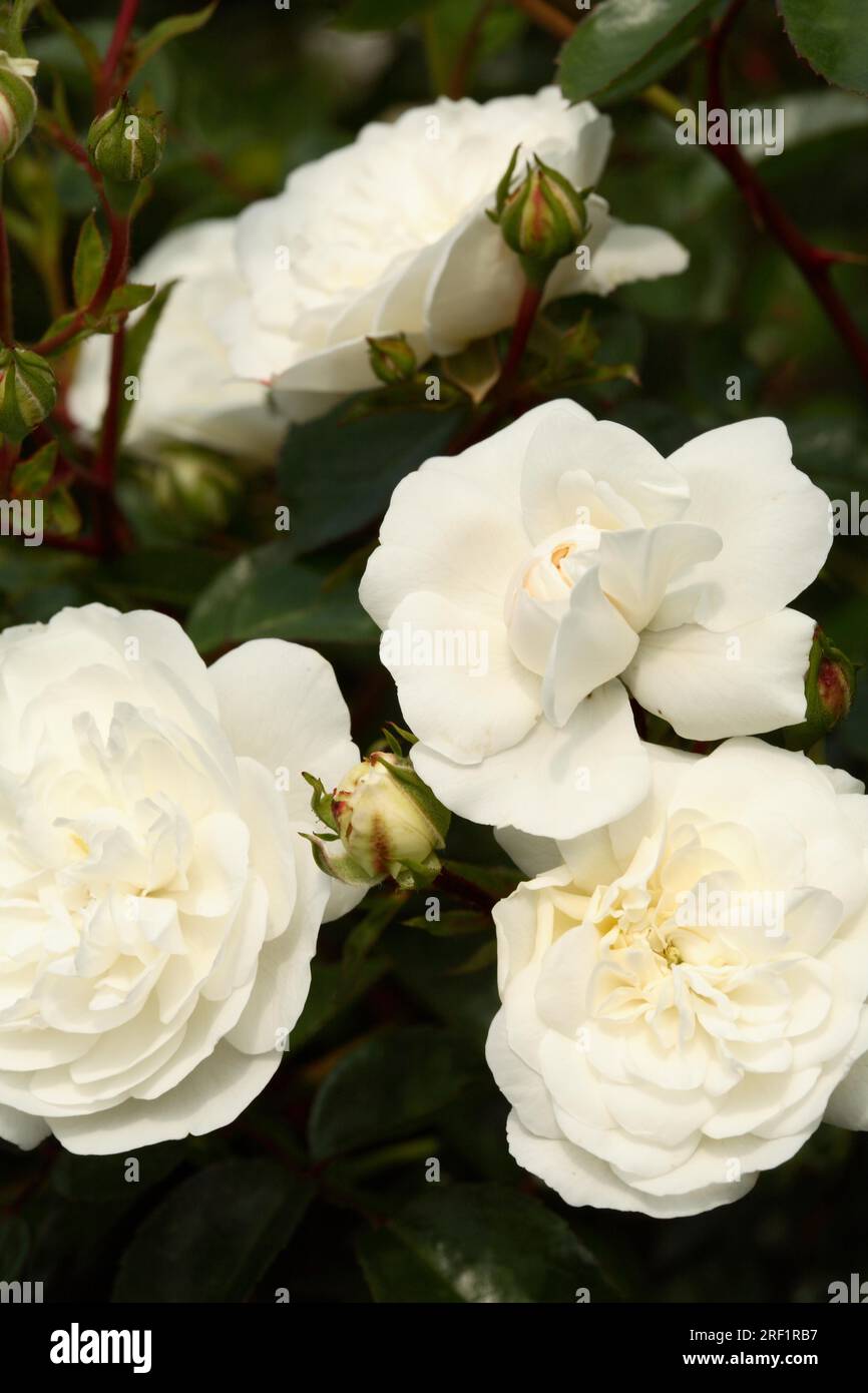 Ground Cover Rose Small Shrub Rose - Rosa 'Snow Ballet' Stock Photo - Alamy