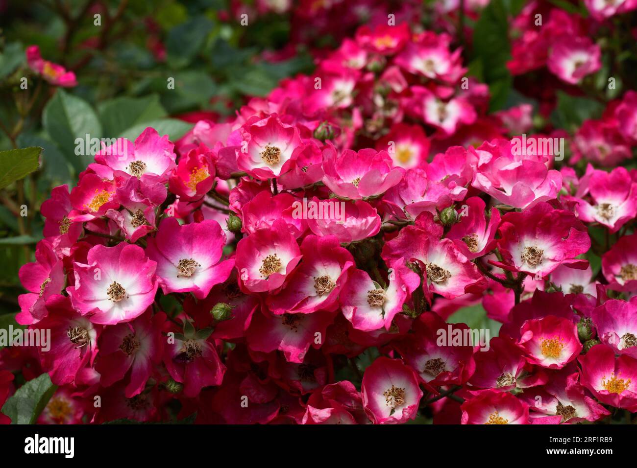 Ground Cover Rose Small Shrub Rose - Rosa 'Red Yesterday' Stock Photo ...