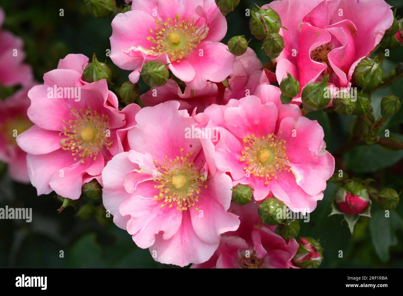 Ground Cover Rose Small Shrub Rose - Rosa 'Heidi' Stock Photo - Alamy