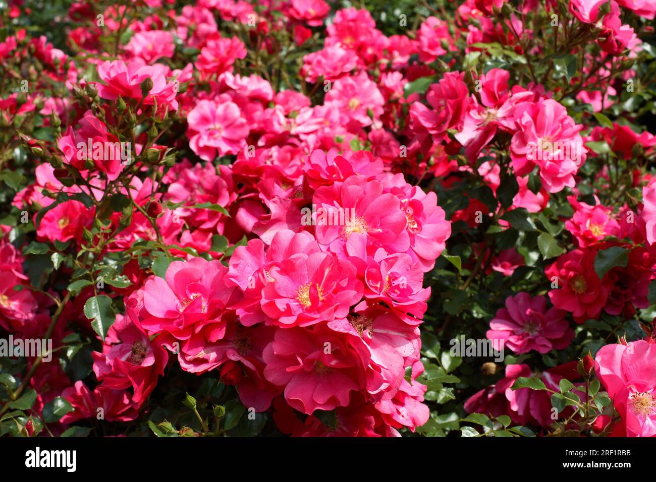 Ground Cover Rose Small Shrub Rose - Rosa 'Summer's Tale Stock Photo ...