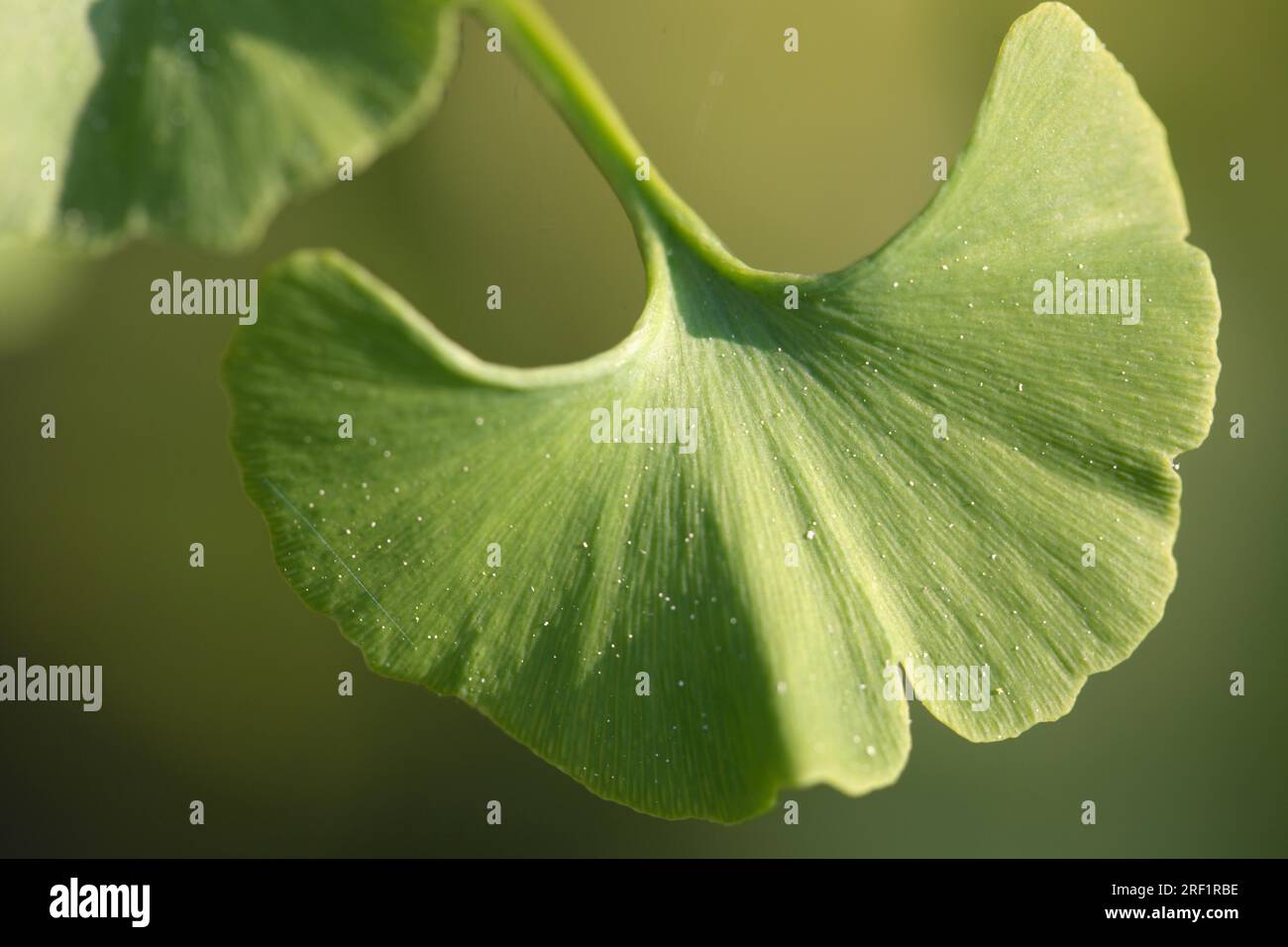 Ginkgo fanleaf tree (Ginkgo biloba Stock Photo - Alamy