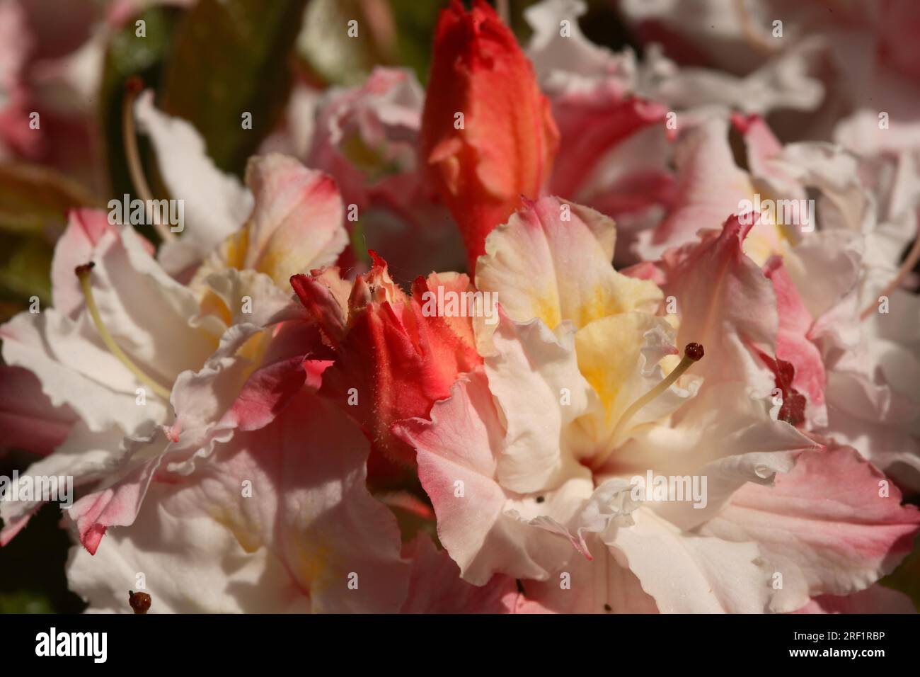 Azalea Deciduous Rhododendron 'Jack A. Sand' Stock Photo - Alamy