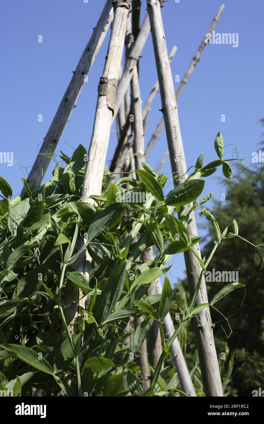 Beanstalks in the vegetable garden Stock Photo - Alamy