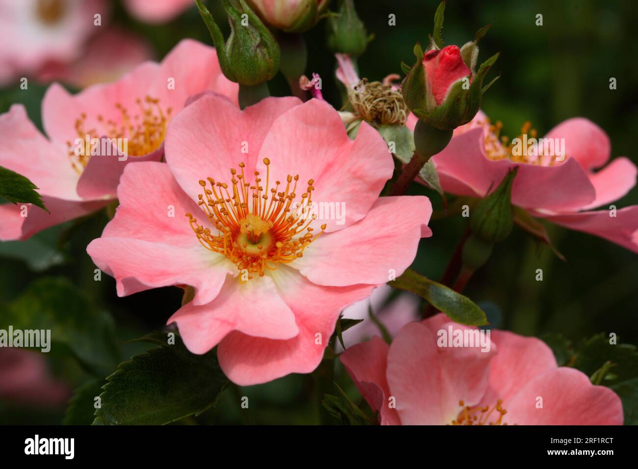 Ground Cover Rose Small Shrub Rose - Rosa 'Relax Meidiland' Stock Photo ...
