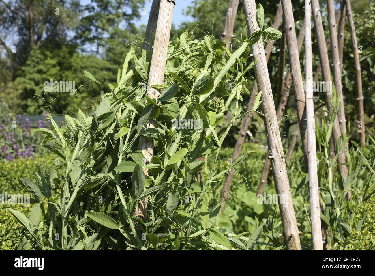 Beanstalks in the vegetable garden Stock Photo - Alamy