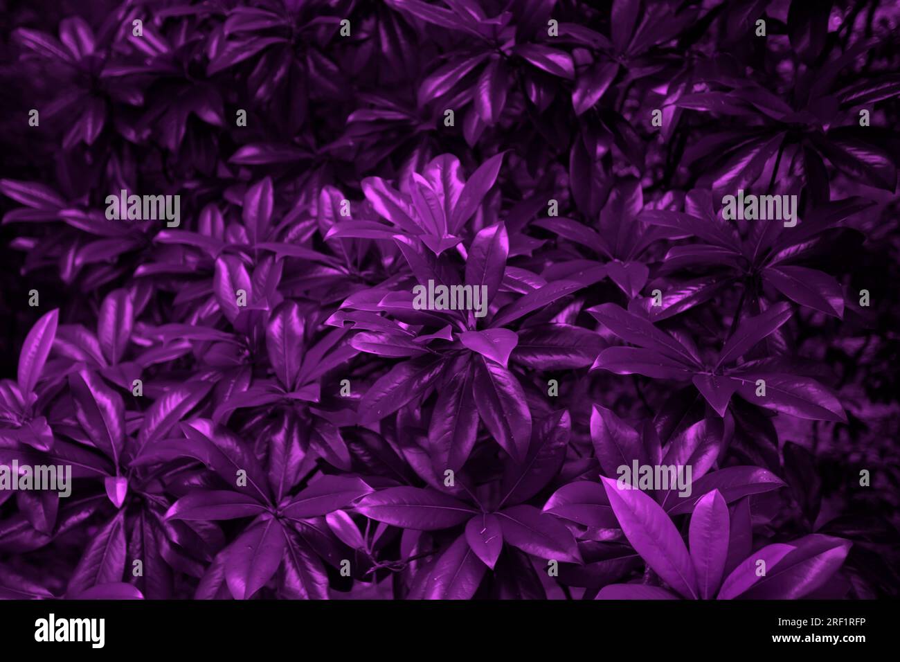 Texture of creative purple leaves. Ecological plant background Stock ...