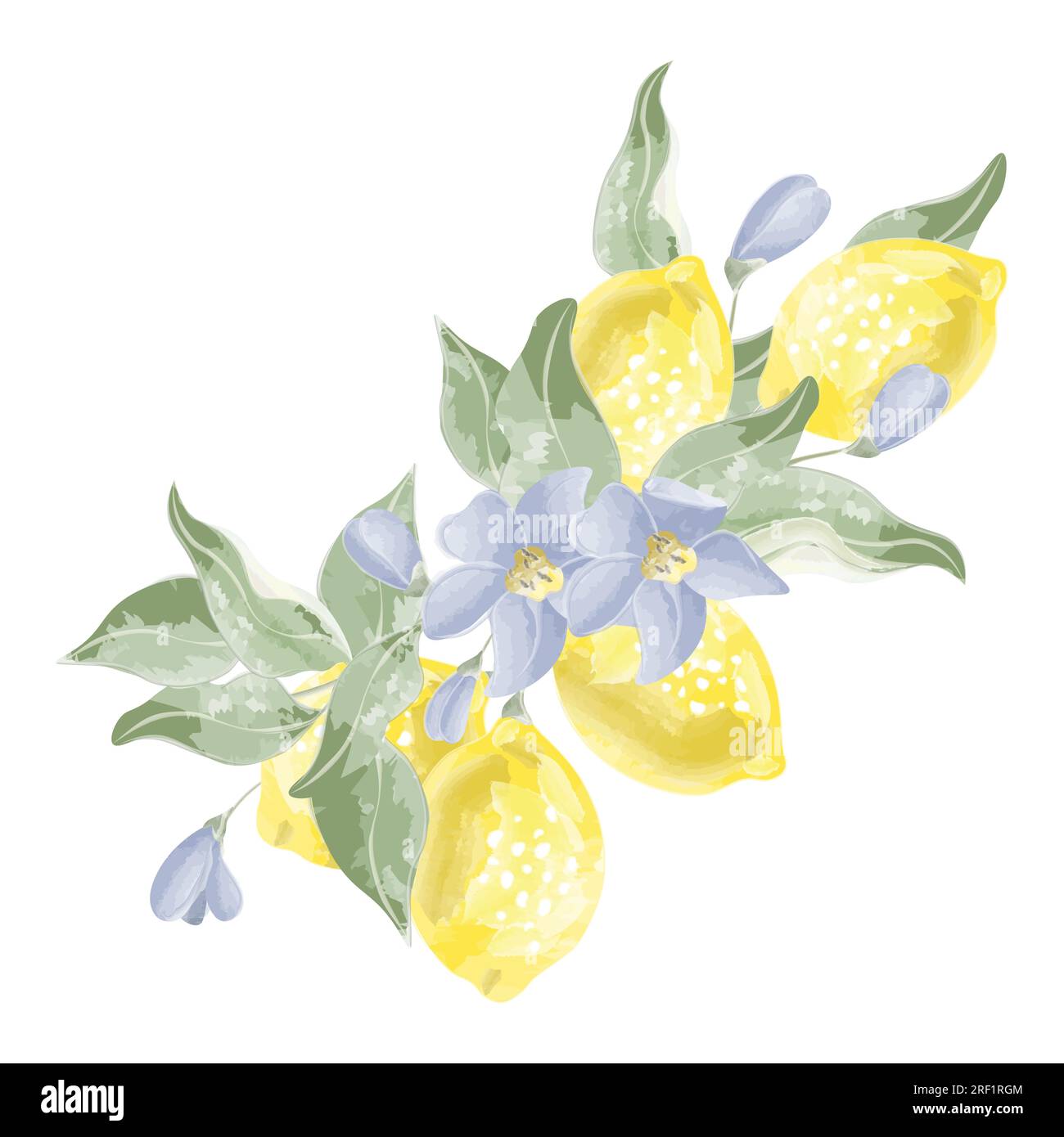 Lemons leaves on branch Stock Vector Images - Alamy