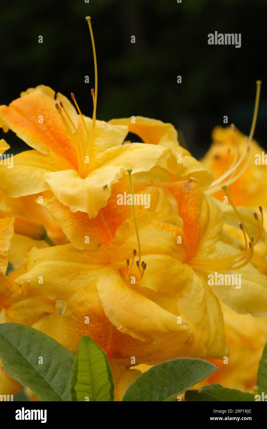 Azalea Deciduous Rhododendron 'Golden Splendour Stock Photo - Alamy
