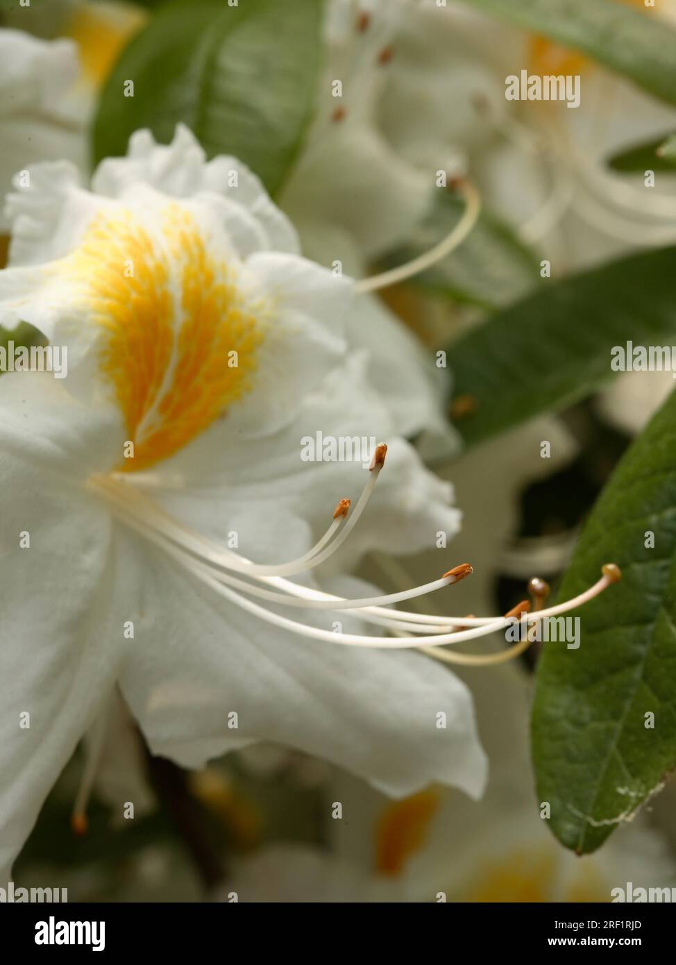 Snow azalea hi-res stock photography and images - Alamy