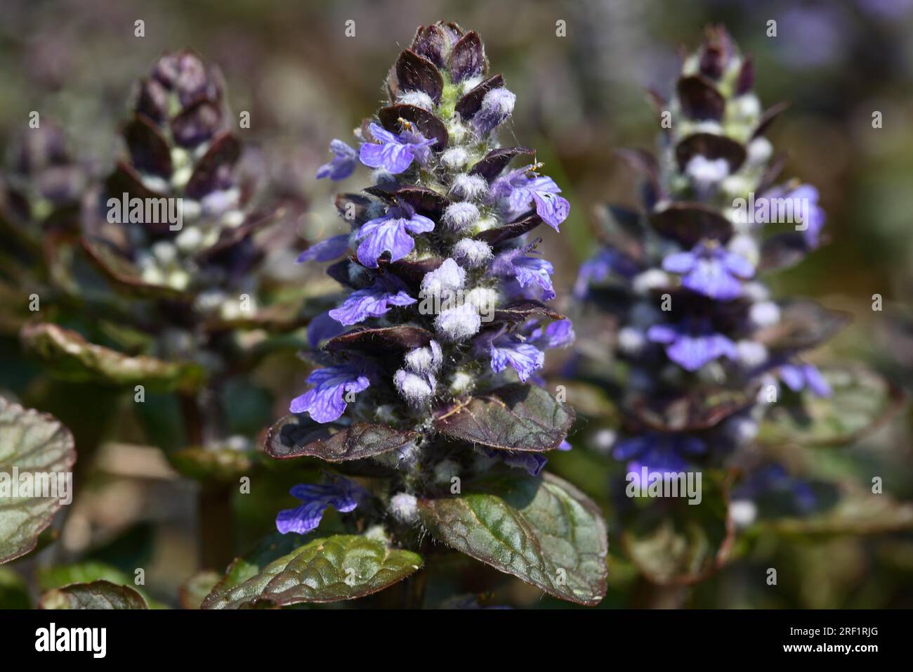 Creeping bugleweed (Ajuga reptans 'Atropurpurea' Stock Photo - Alamy