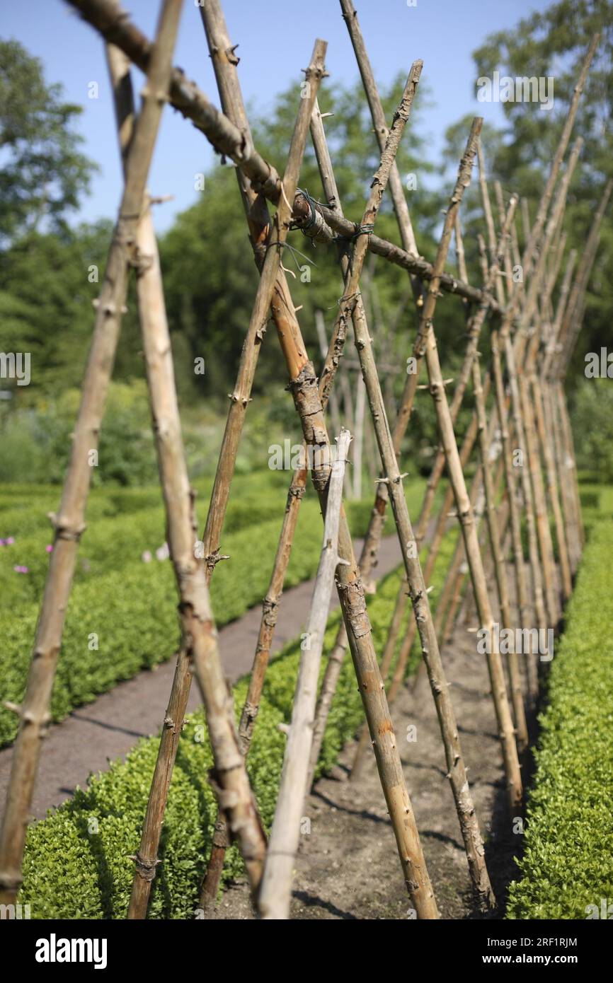 Beanstalks in the vegetable garden Stock Photo - Alamy