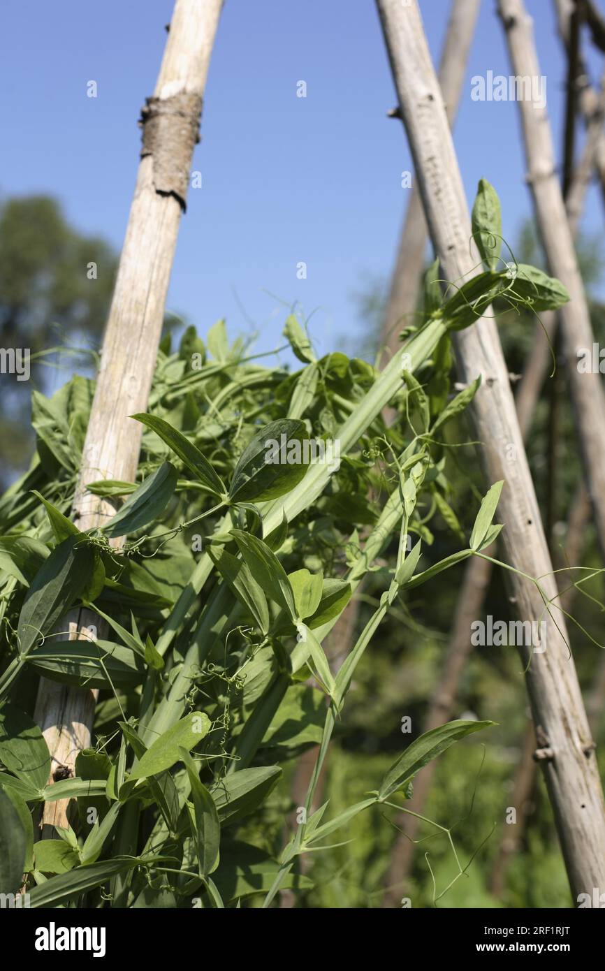 Beanstalks in the vegetable garden Stock Photo - Alamy