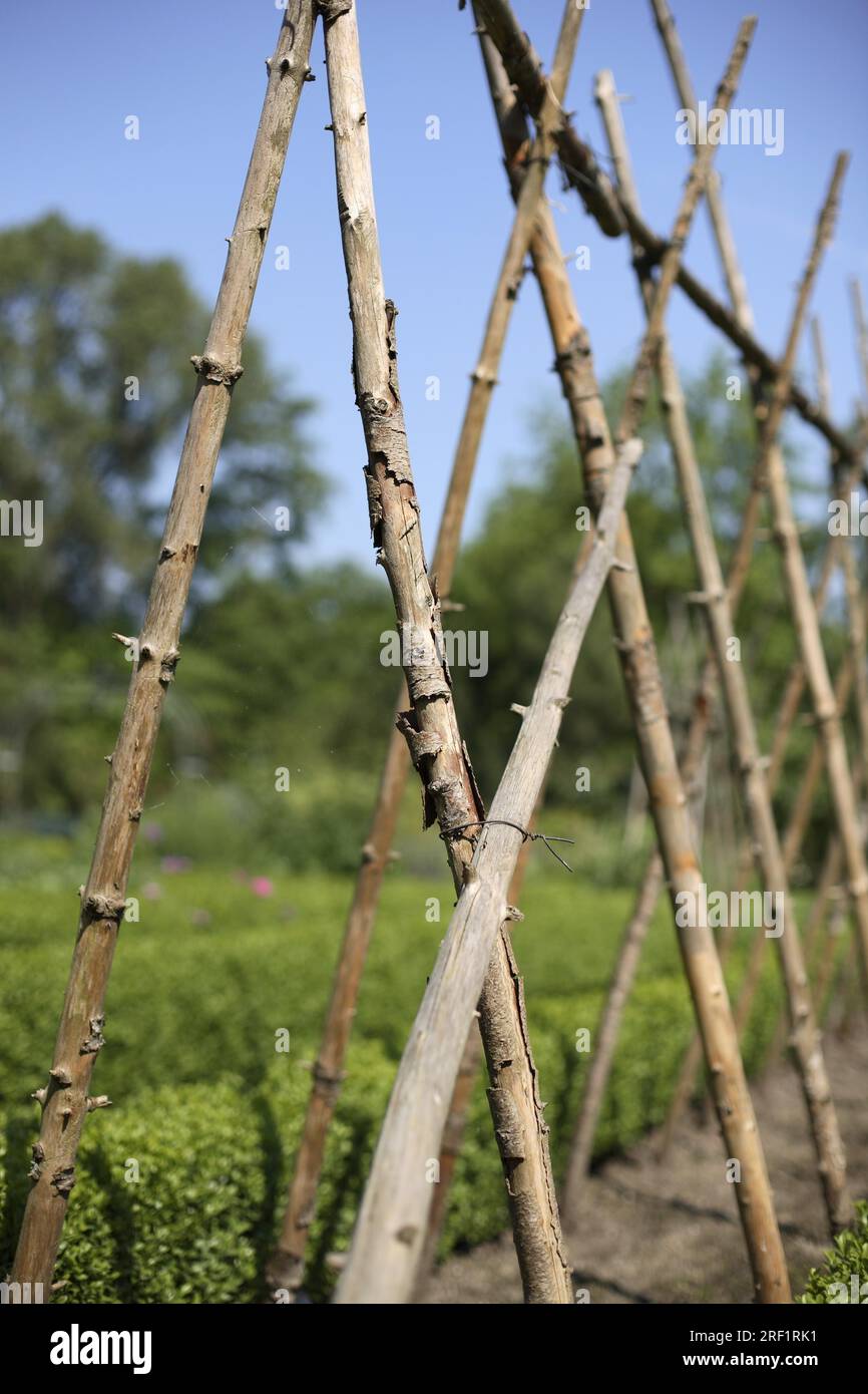 Beanstalks in the vegetable garden Stock Photo - Alamy