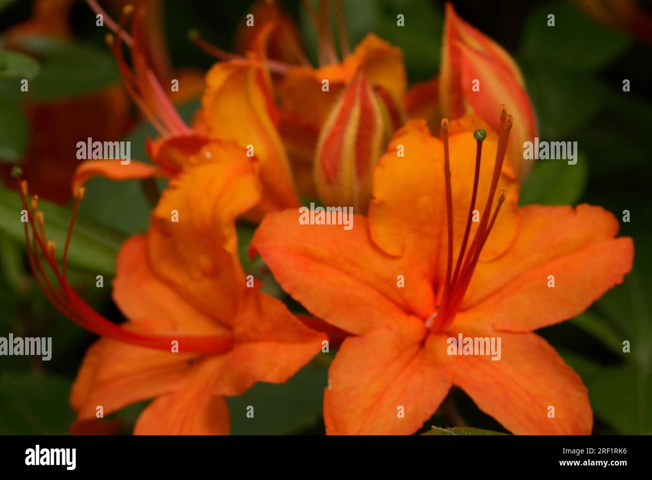 Azalea Deciduous Rhododendron 'Coccinea Speciosa Stock Photo - Alamy