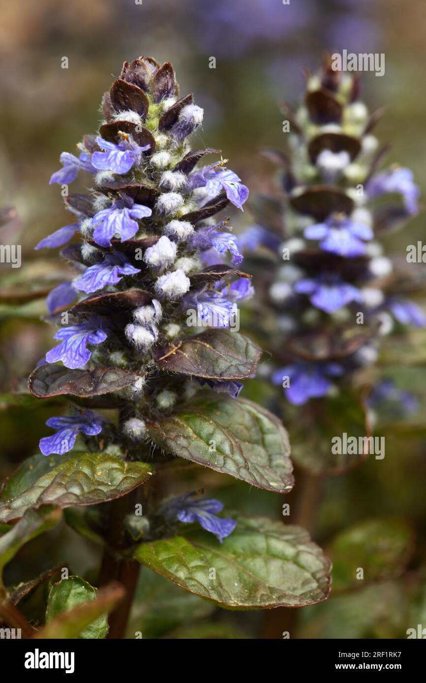 Creeping bugleweed hi-res stock photography and images - Alamy